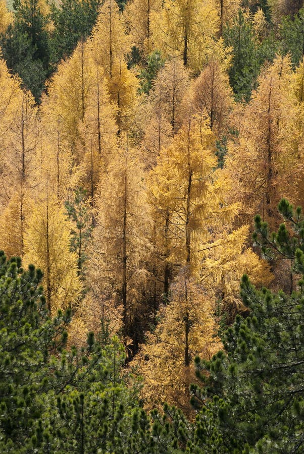 Yellow Trees in Autumn Forest Stock Image - Image of panorama, leaves ...