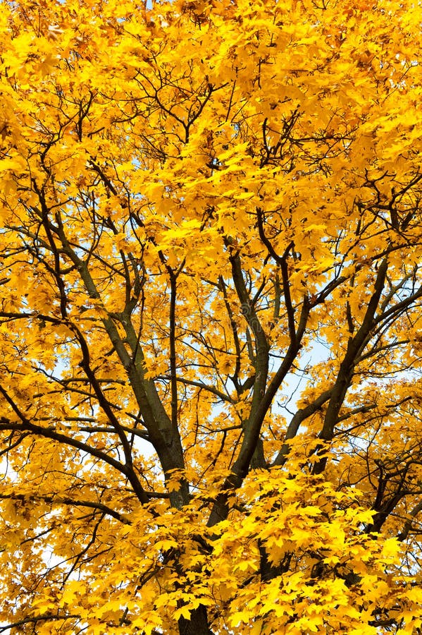 Yellow Trees in Autumn Forest Stock Photo - Image of cloudscape, light ...