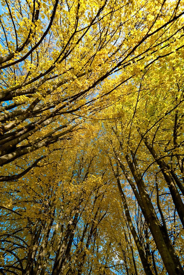 Yellow trees on fall stock photo. Image of nature, sunny - 15357246