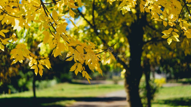 Yellow trees in fall stock image. Image of bright, color - 90690261