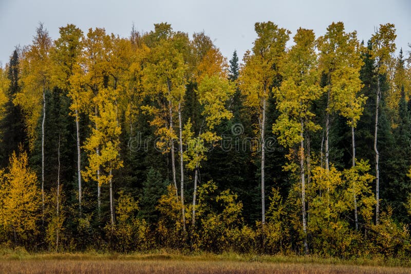 Yellow Trees in the Fall stock image. Image of nature - 100828119