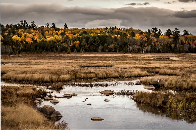 Yellow Trees Line the Edge of Brown Marsh in Maine Stock Photo - Image ...