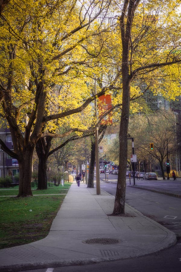 Yellow Trees of Montreal Quebec Editorial Stock Image - Image of ...