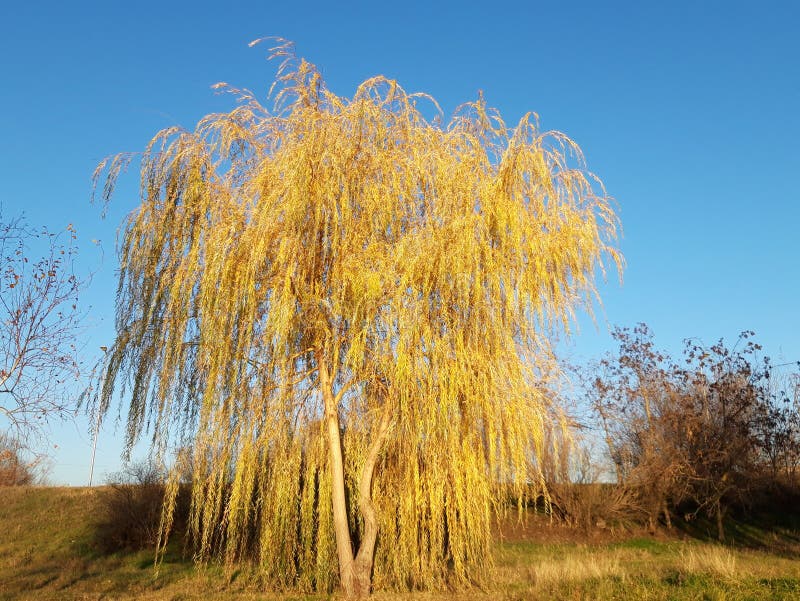 Colorful Autumn Willow in the Park Stock Photo - Image of forest ...