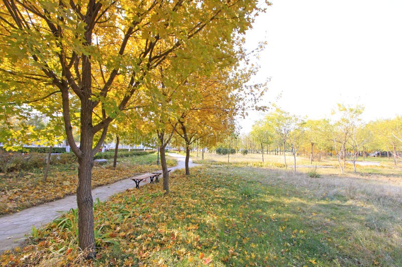 Yellow trees and park lane stock image. Image of garden - 390708437