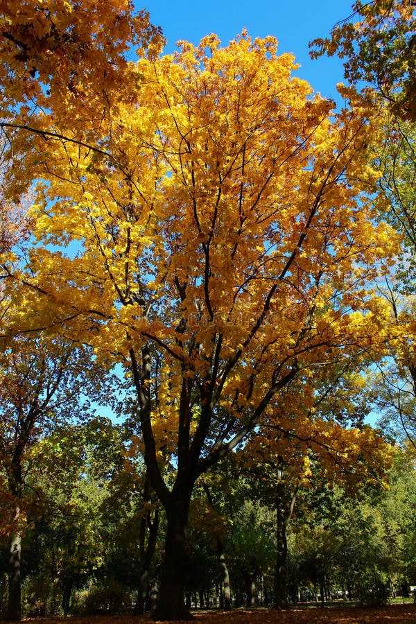 Yellow Trees in the Period of Golden Autumn Stock Image - Image of ...
