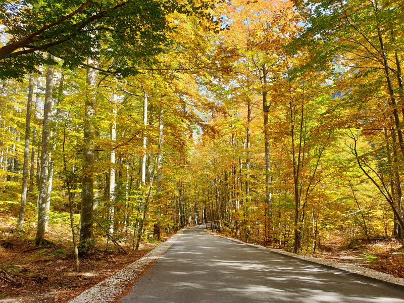 Yellow Trees and Road at Logar Valley - Slovenia Stock Image - Image of ...