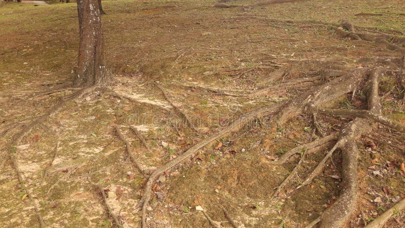Yellow trees roots stock photo. Image of roots, yellow - 135896246