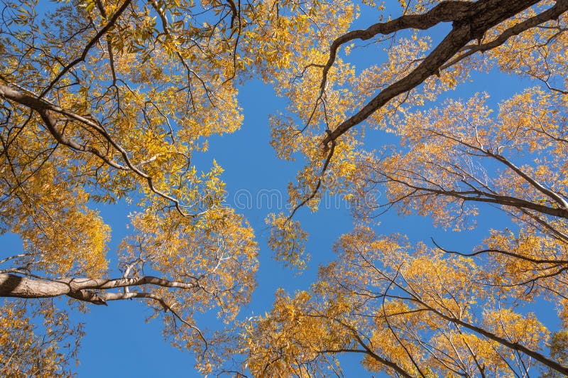 Yellow Trees and Sky Background Stock Photo - Image of rowan, leaf ...