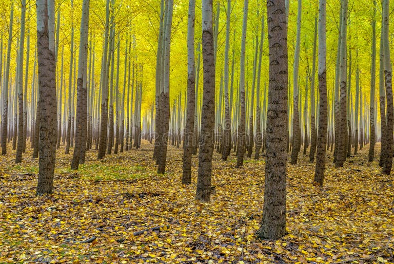 Yellow Trees in a Tree Farm Oregon Stock Photo - Image of road, yellow ...