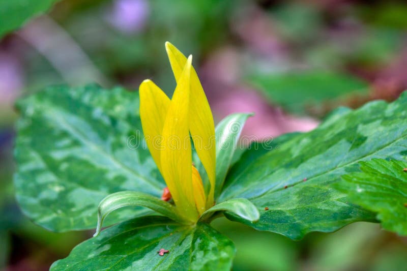 Yellow Trillium, Trillium Luteum Stock Photo - Image of outside ...