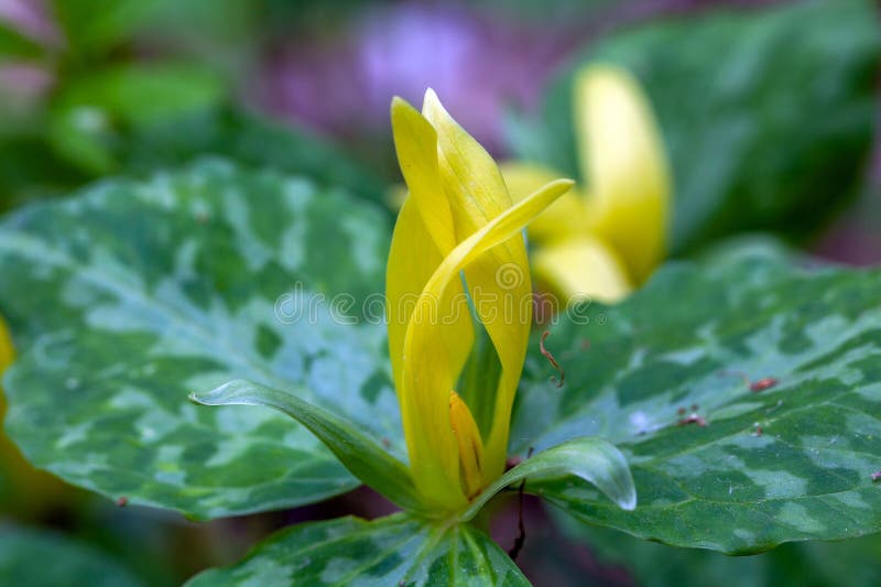Yellow Trillium, Trillium Luteum Stock Photo - Image of macro ...