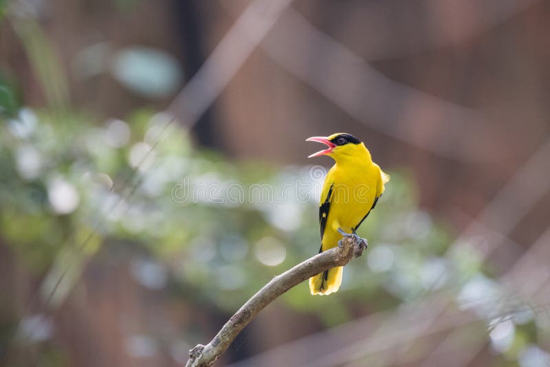 Yellow tropical bird stock image. Image of outside, tree - 169848985
