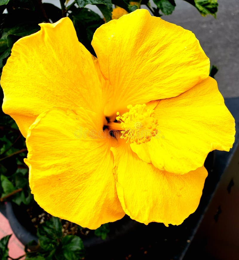 Yellow Tropical Breeze stock photo. Image of blossom - 205315280