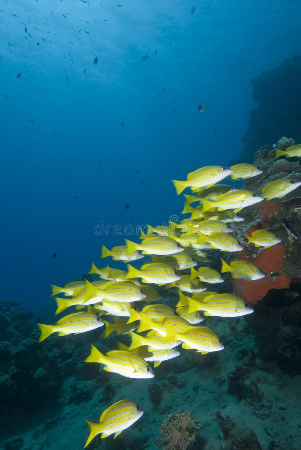 Yellow Tropical Fish Stock Photo Image Of Tropical