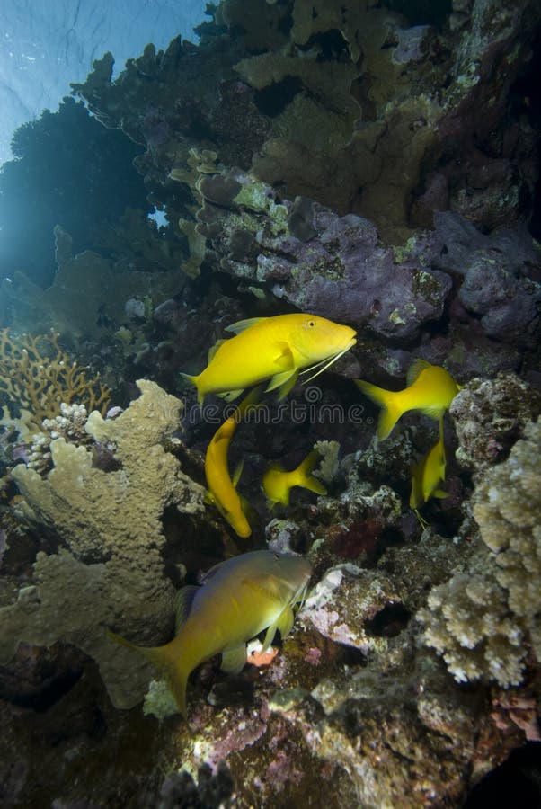 Yellow tropical fish stock photo. Image of life, wide - 13853456