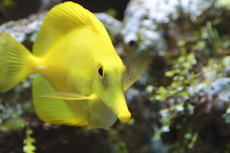 Yellow tropical fish stock photo. Image of underwater - 2285056
