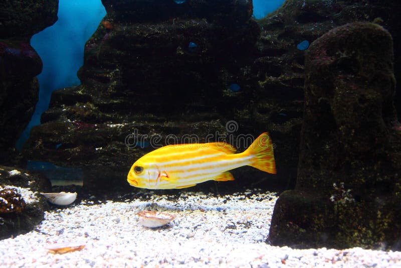 Yellow tropical fish stock photo. Image of bright, life - 25889620