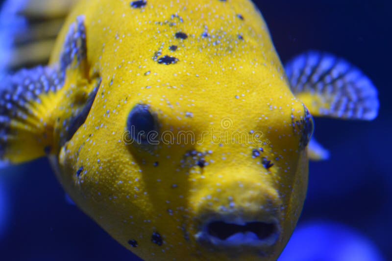Yellow tropical fish stock photo. Image of close, nature - 118176974