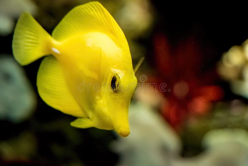 Yellow Tropical Fish That Swims In The Aquarium Stock Photo - Image of ...