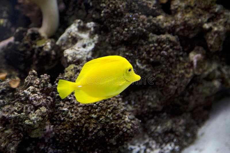 Yellow Tropical Fish Swimming in a Tank Stock Photo - Image of ...