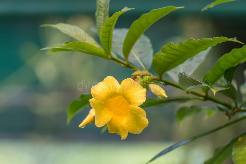 Yellow Tropical Flower in Bloom Stock Image - Image of fresh, summer ...
