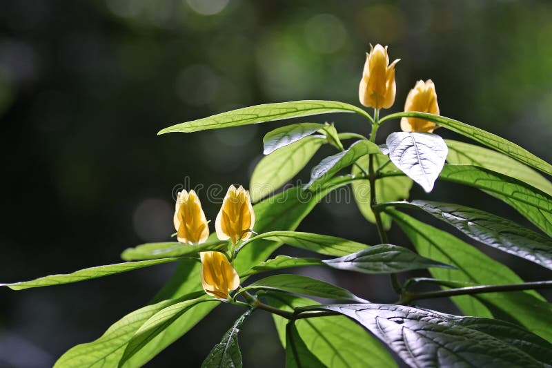 Yellow Tropical Flower Blooms in the Sun Stock Photo - Image of green ...