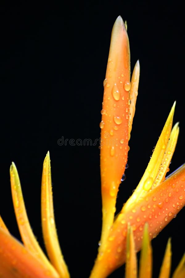Yellow Tropical Flower with Dew Drop 2 Stock Image - Image of contrast ...