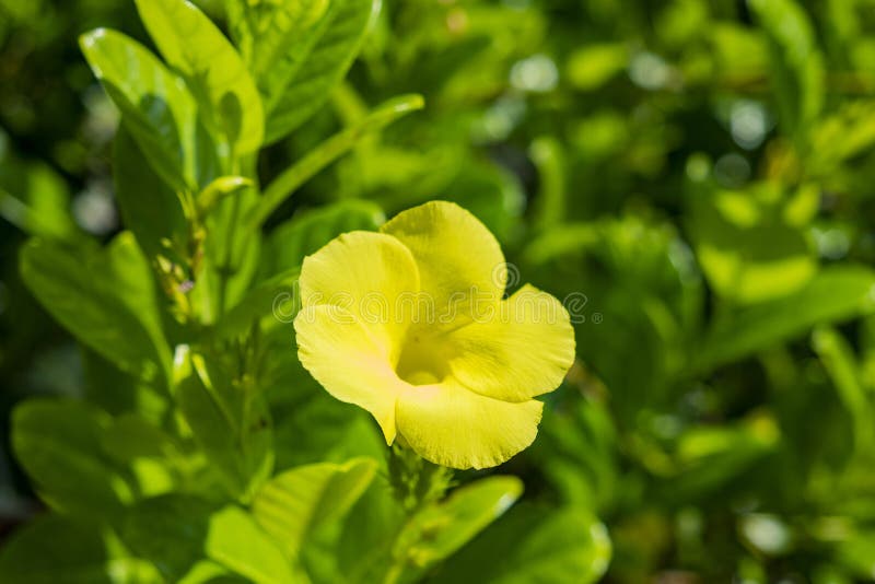 Yellow Tropical Flower with a Green Leaves Stock Photo - Image of ...