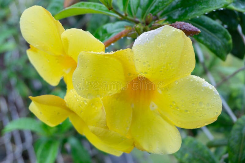 Yellow Tropical Flowers on a Fence Stock Photo - Image of outdoors ...