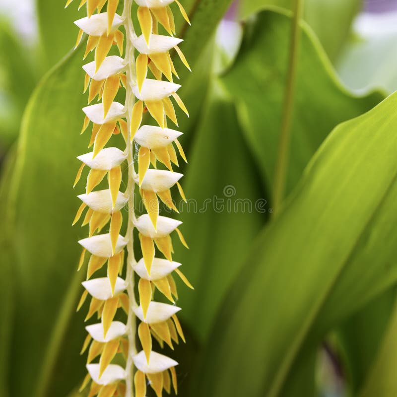 Yellow Tropical Flowers on Hands Stock Image - Image of beautiful ...