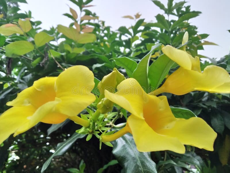 Yellow trumpet flower stock image. Image of trompet - 282676697