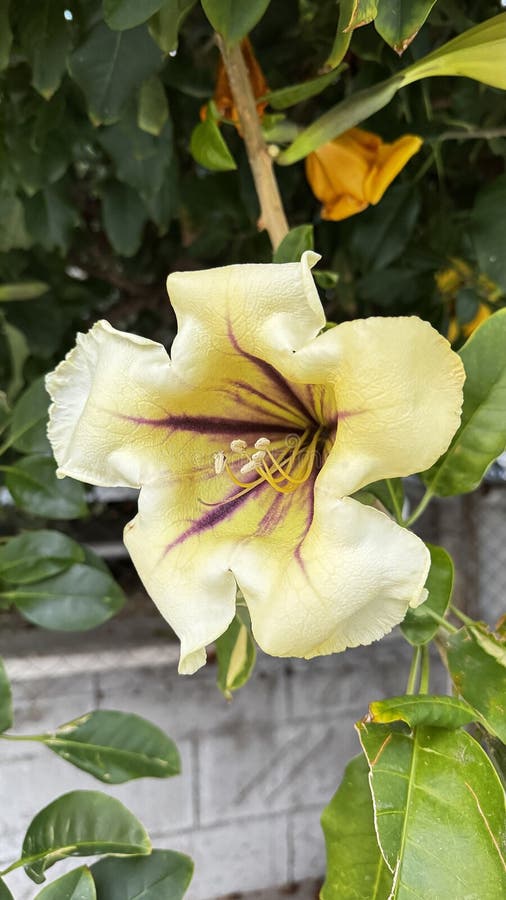 Yellow trumpet flower stock image. Image of gold, blooming - 370983225