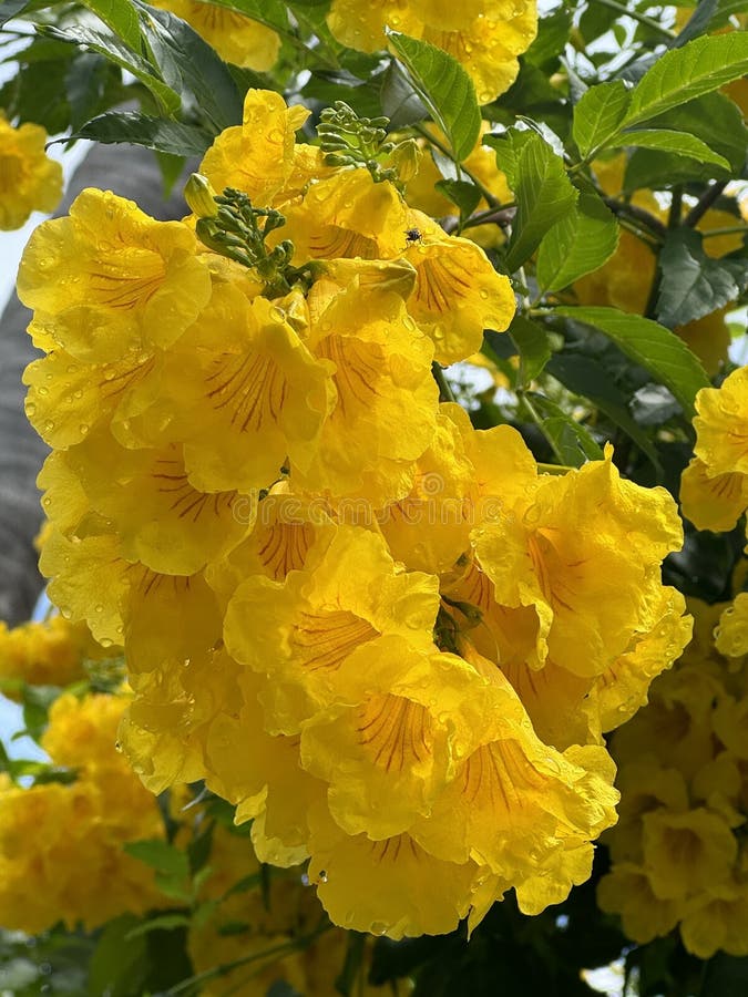 Yellow Trumpet Flowers stock image. Image of gold, closeup - 319333681