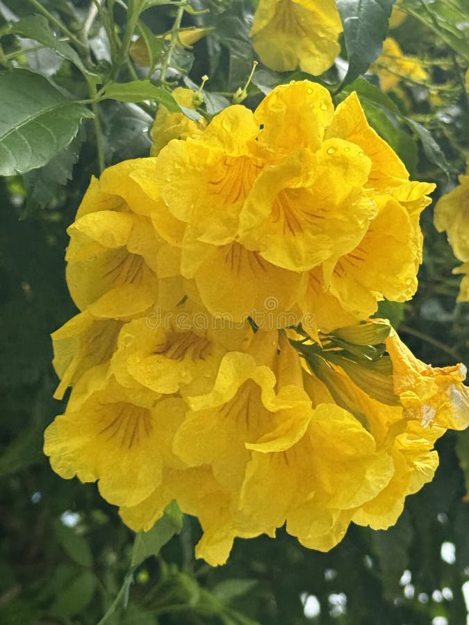 Yellow Trumpet Flowers stock photo. Image of fragility - 319333684