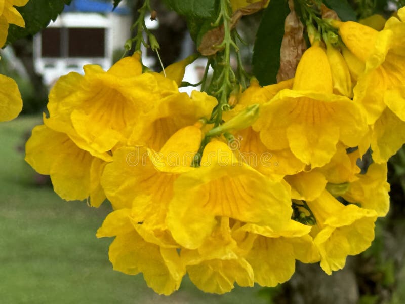 Yellow Trumpet Flowers stock photo. Image of gold, elegance - 319333686