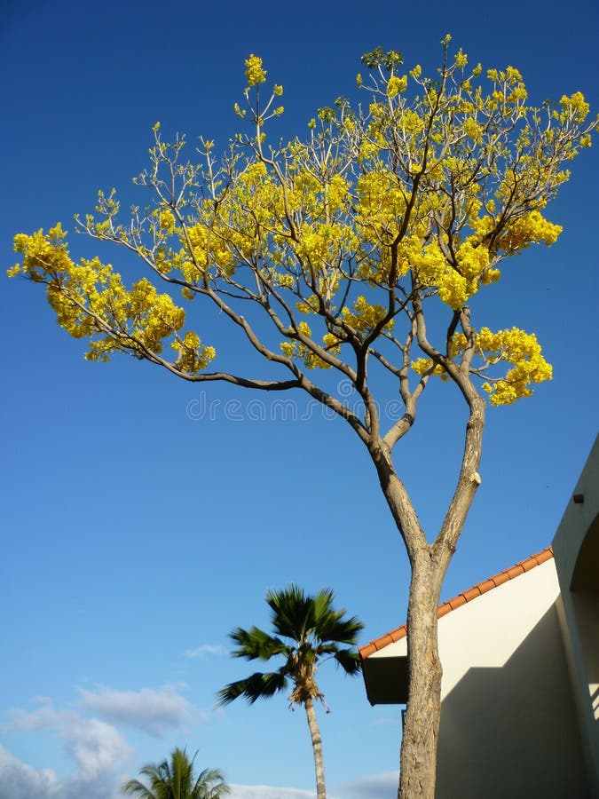 Yellow trumpet tree stock image. Image of island, vibrant - 30457329