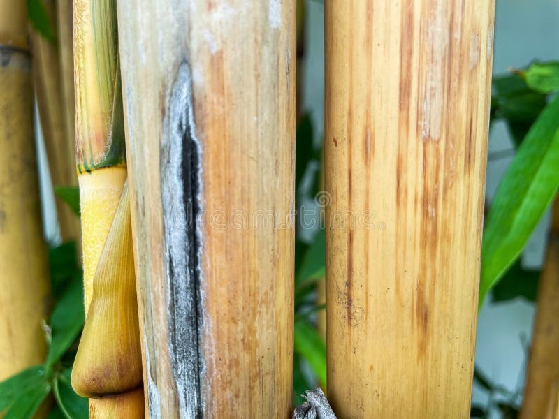 Yellow Trunks of Bamboo Tree in Green Garden Forest. this Shot Shows ...