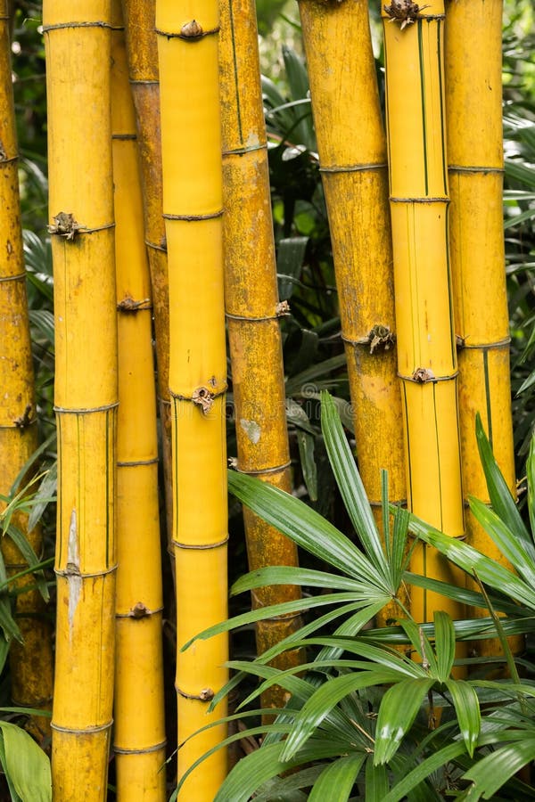 Yellow Trunks of Bamboo Tree. Stock Image - Image of close, ornamental ...