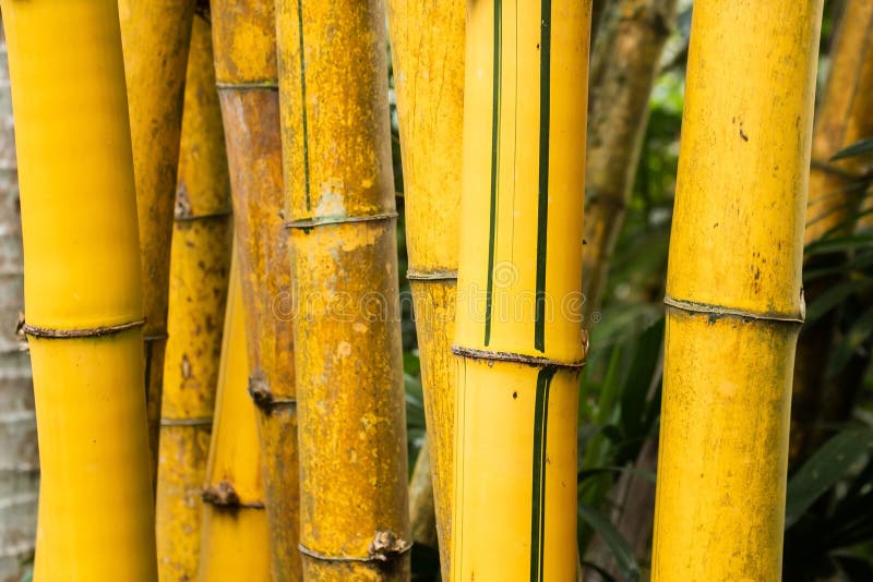 Yellow Trunks of Bamboo Tree. Stock Photo - Image of indonesia, focus ...