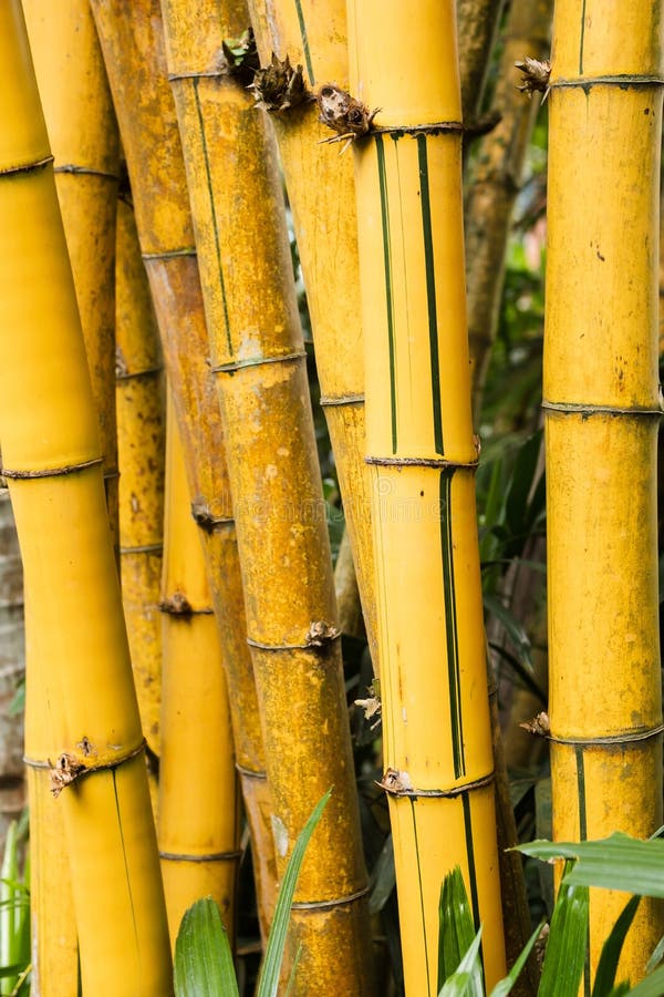 Yellow Trunks of Bamboo Tree. Stock Image - Image of pattern, oriental ...