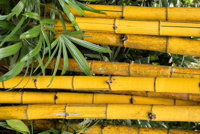 Yellow Trunks of Bamboo Tree. Stock Image - Image of foliage, indonesia ...