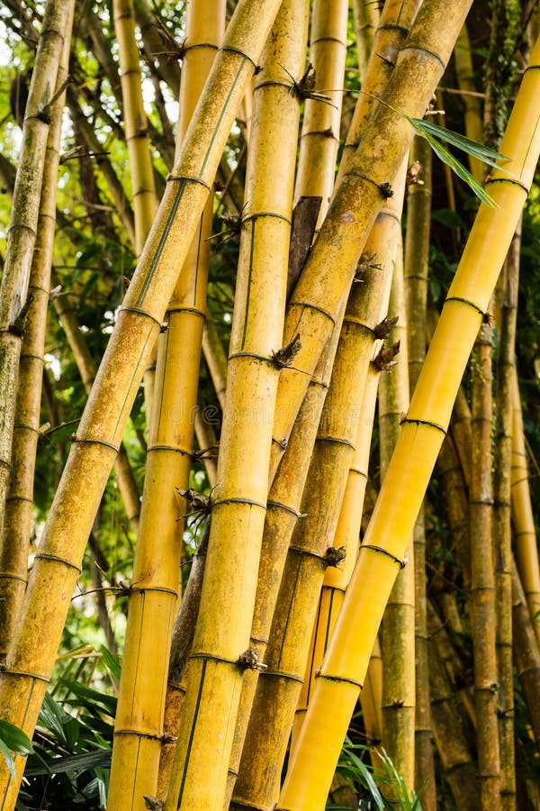 Yellow Trunks of Bamboo Tree. Stock Image - Image of border, bamboo ...