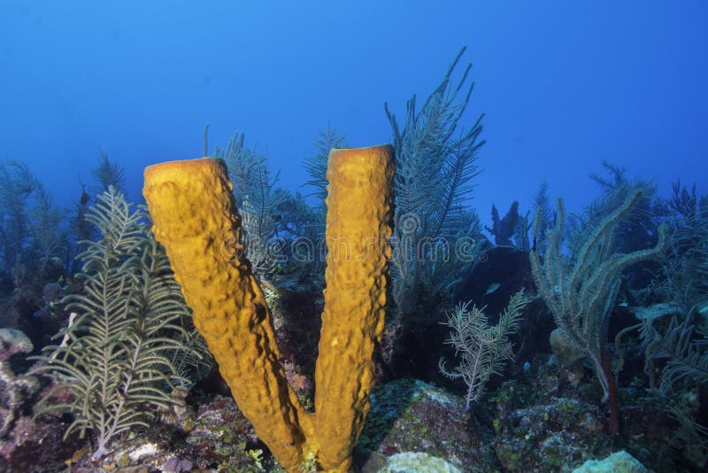 Yellow Tube Sponge stock image. Image of caribbean, porifera - 94719579