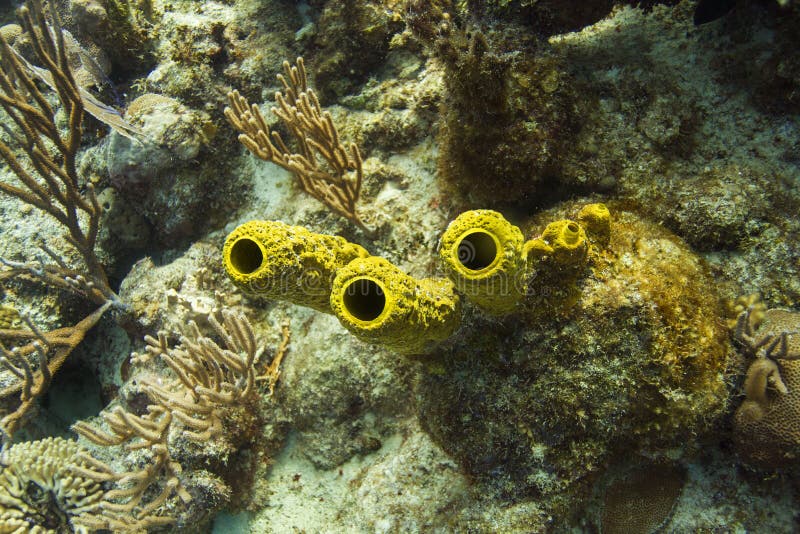 Yellow tube sponge stock image. Image of caribbean, tube - 40284483