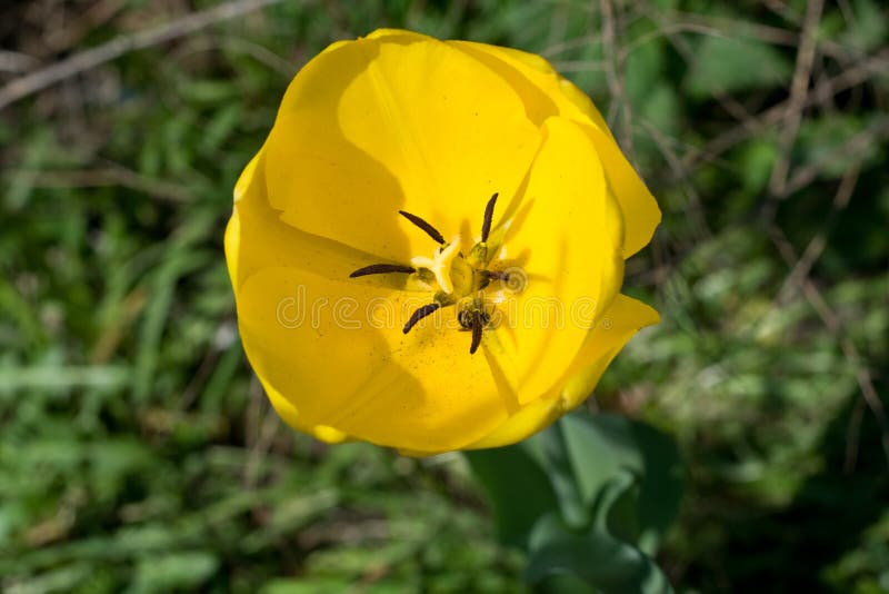 Yellow tulip stock photo. Image of stigma, tulip, vivid - 5124504