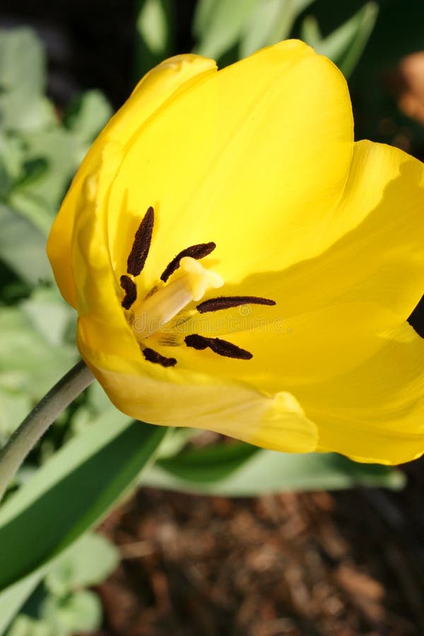 Yellow Tulip stock photo. Image of pretty, flora, bright - 642378