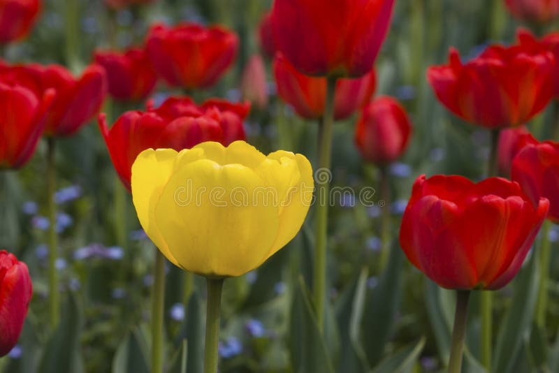 Yellow tulip stock image. Image of green, colourful, tulip - 777921