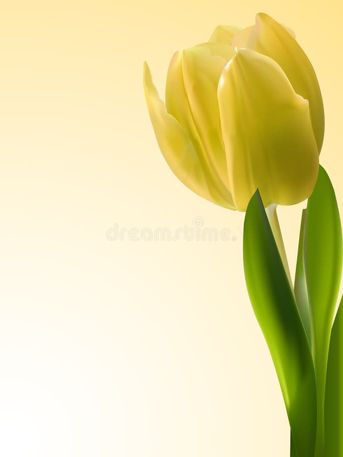 Yellow Tulip Flower As Open As Possible Getting Ready To Bloom Top View ...