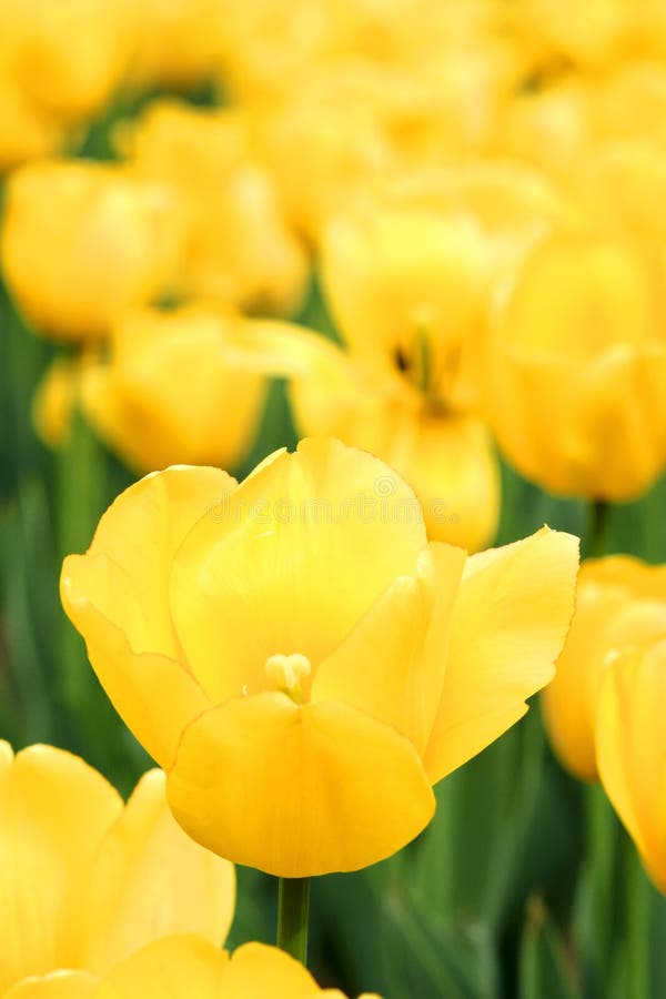 Yellow tulip stock photo. Image of flowers, blooming - 30706508